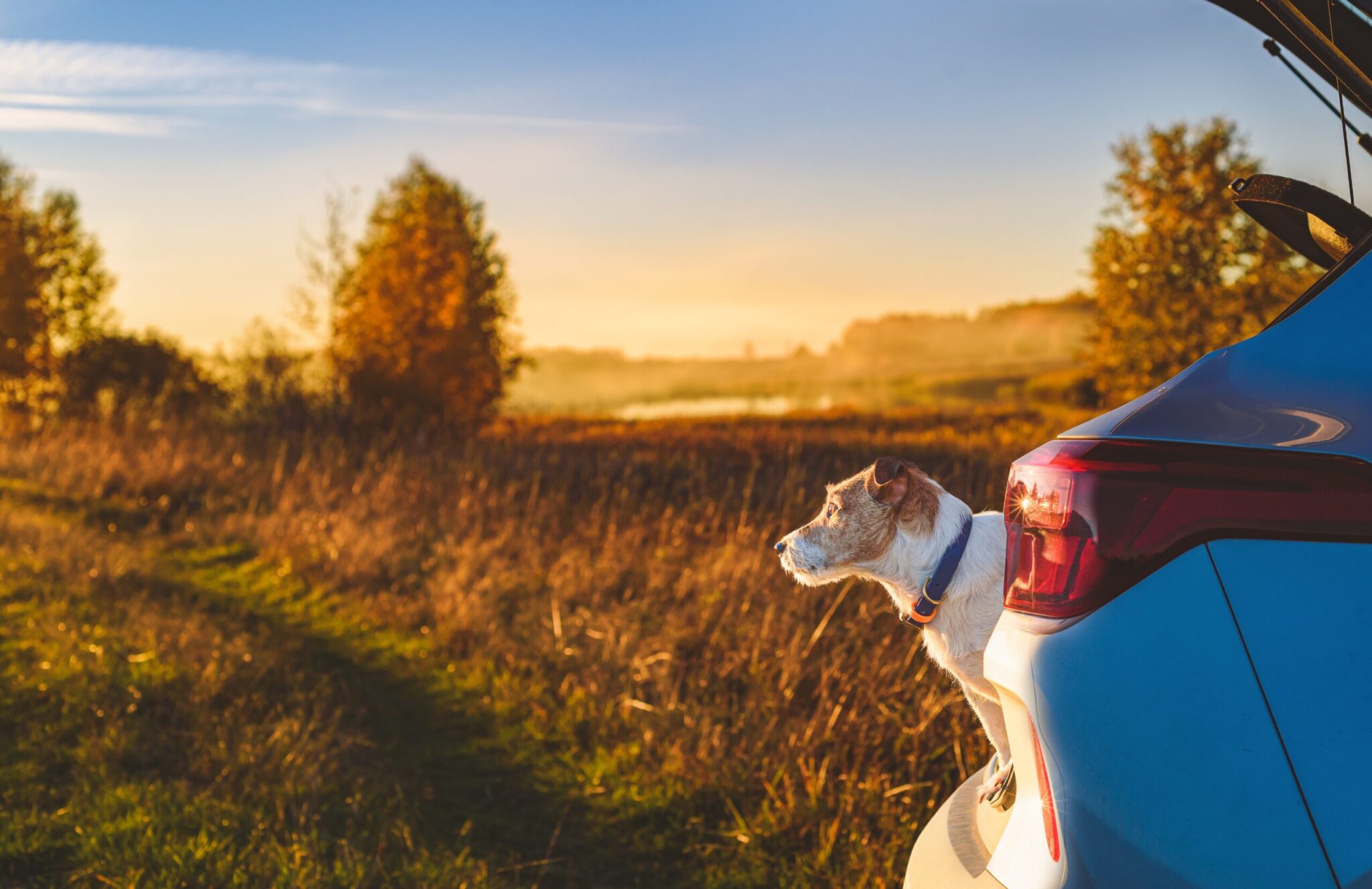 When Is the Best Time to Buy a Car? | USPS FCU